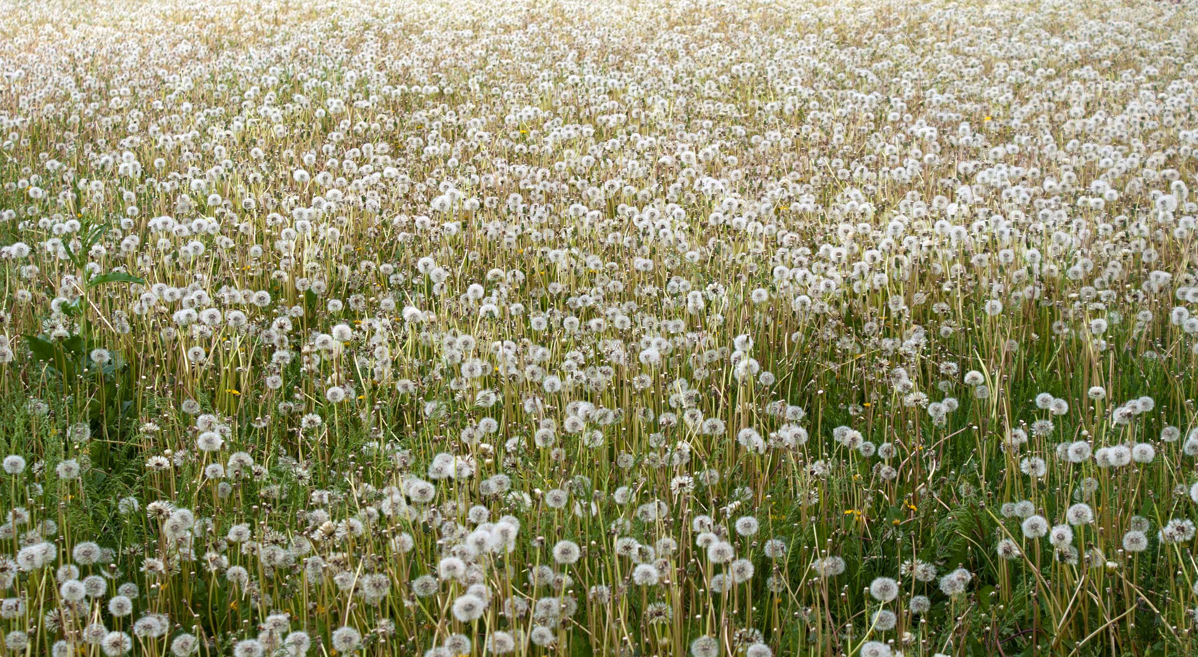 Natural Weed Control - Omaha Organics Lawn Care & Maintenance