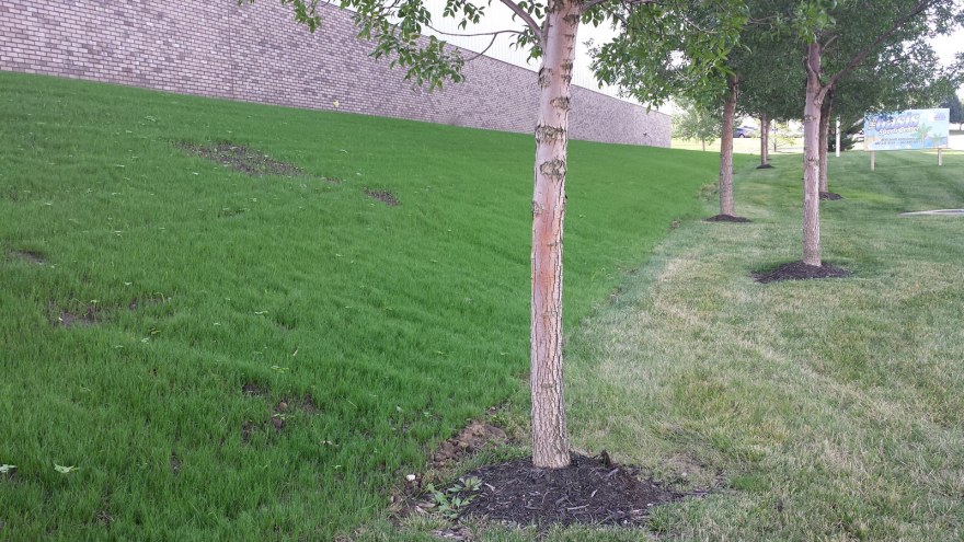 August Seeding - Penn Mulch - TTTF - Fescue - Aerate