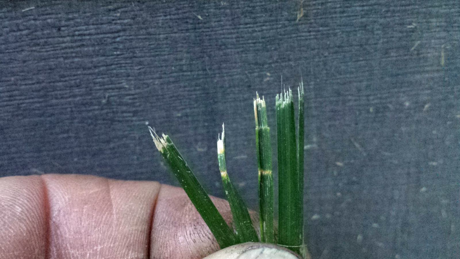 Mowing Injury - Scalping - Dull Mower Blades - Turf Grass