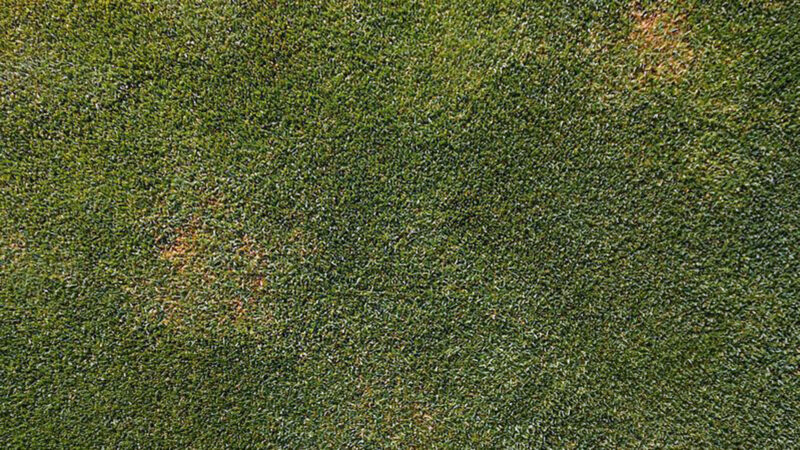 Leaf Spot - Melting Out - Bluegrasses - Bentgrasses - Ryegrasses - Fescues
