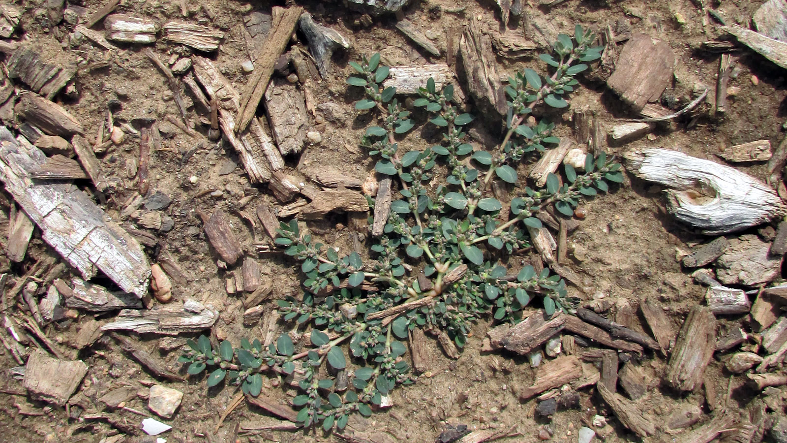 Broadleaf Weeds - Dandelions - Clover - Ground Ivy - Warm Cool Season