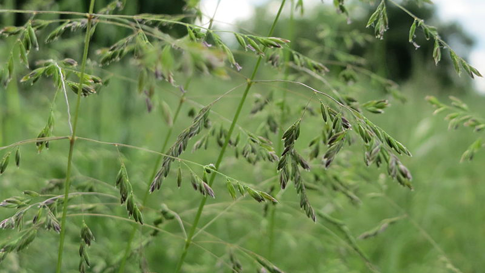 Cool Season Grass Weeds - Poa Annua - Rough Fescue - Quackgrass - Brome