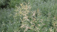 Cool Season Grass Weeds Poa Annua Rough Fescue Quackgrass Brome
