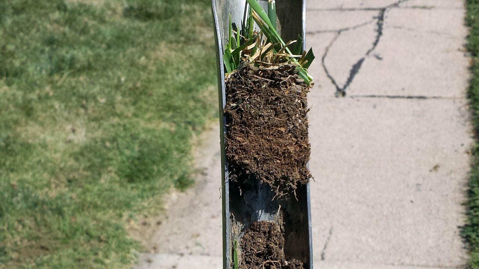 Thatch - Aeration - Proper Turf Management - Leaves - Shoots - Roots
